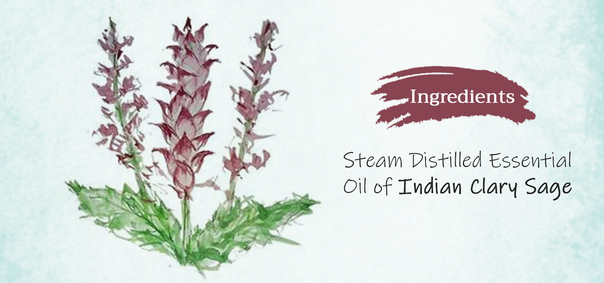 Tattvalogy Clary Sage Essential Oil: 100% Pure & Natural for Hair, Skin ...