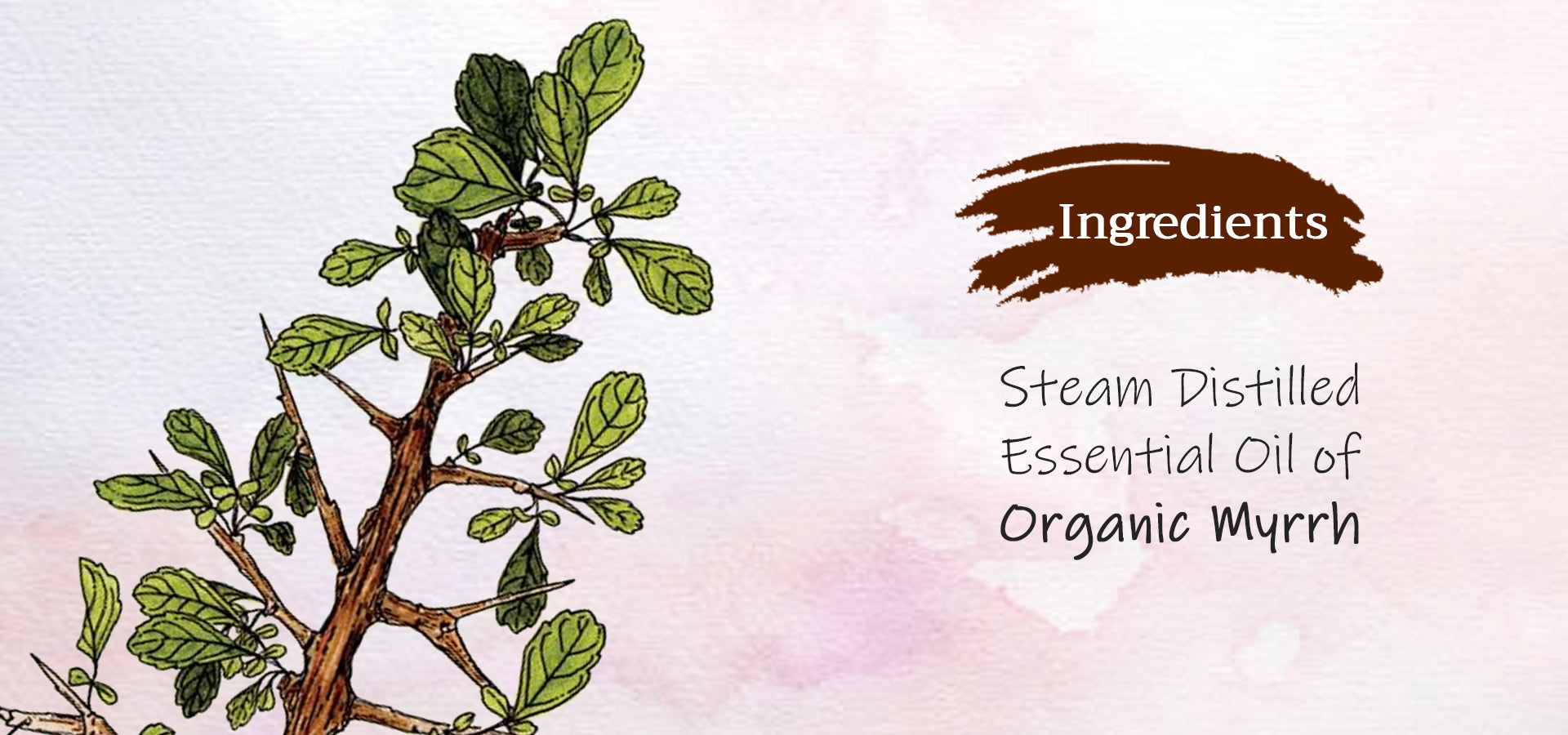 Myrrh Essential Oil Benefits: Healing, Grounding, Anti-Aging | Pure ...